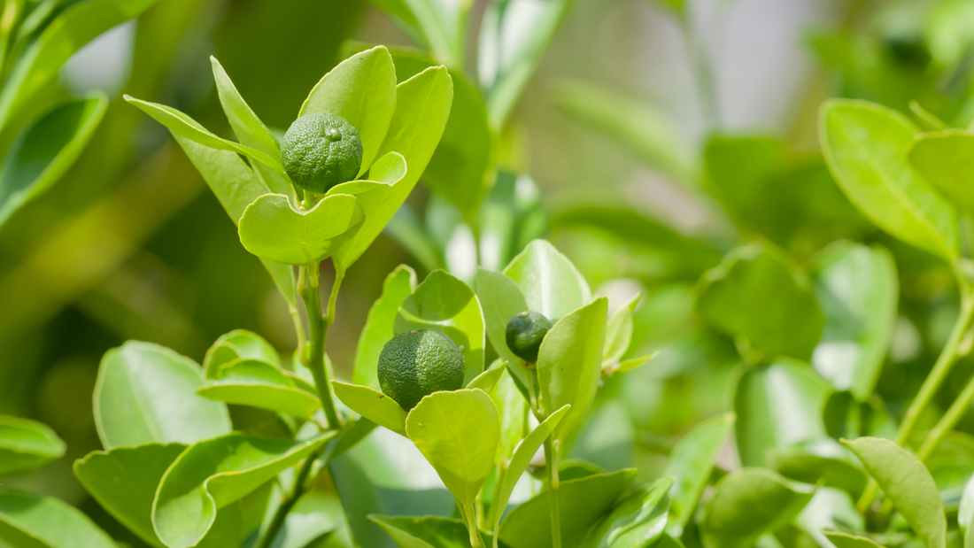 Zesty in NYC – Narra Studio